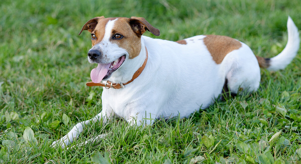 Duńsko-szwedzki pies wiejski — wszystkie informacje i opis rasy - Zoocial.pl